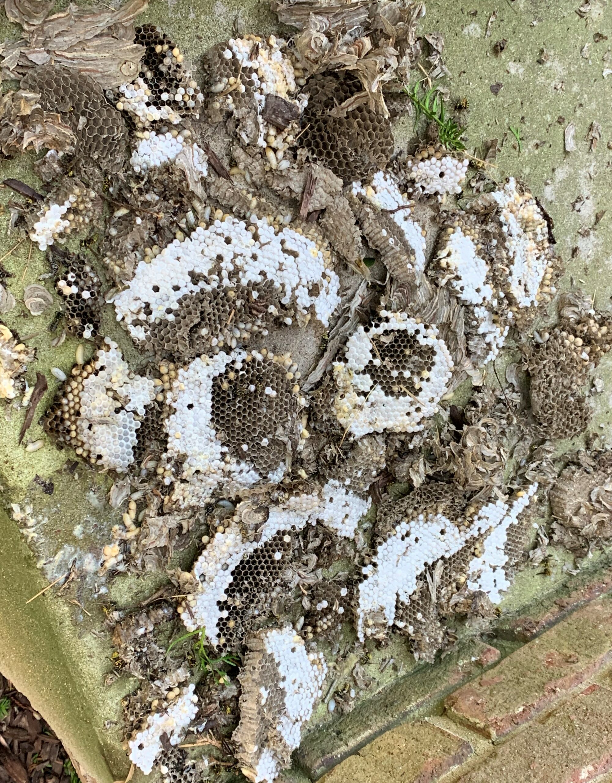 Services – Wasp Hunter
